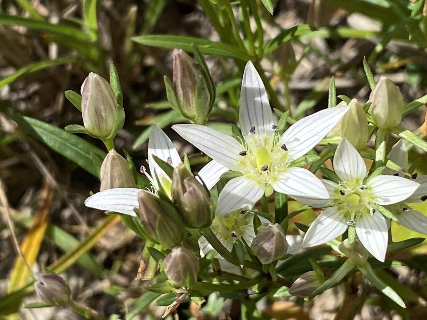 美し森山 / nonpui(ノンプイ)さんの八ヶ岳（赤岳・硫黄岳・天狗岳）の活動データ | YAMAP / ヤマップ