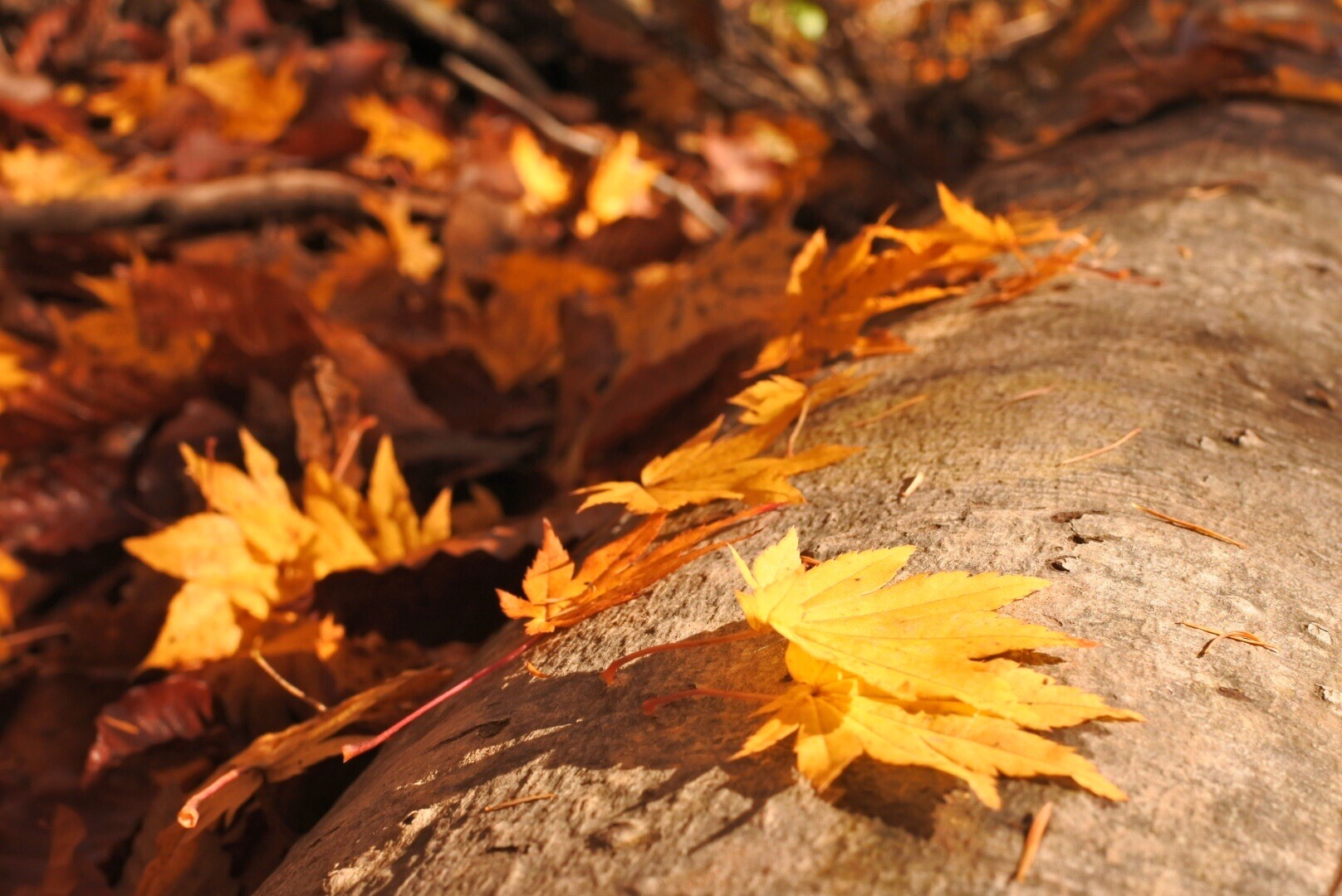 秋色🍁猪臥山＊2020-11-3 / kinoさんの猪臥山の活動データ | YAMAP / ヤマップ