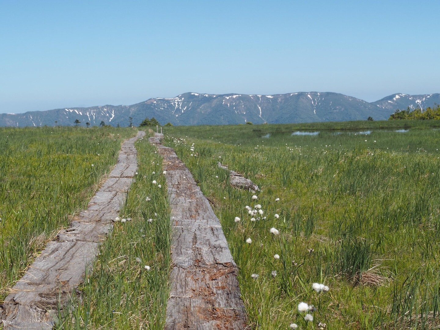 田代山・帝釈山🌱 - 20240614 / Tadaboxさんの田代山・帝釈山の活動データ | YAMAP / ヤマップ