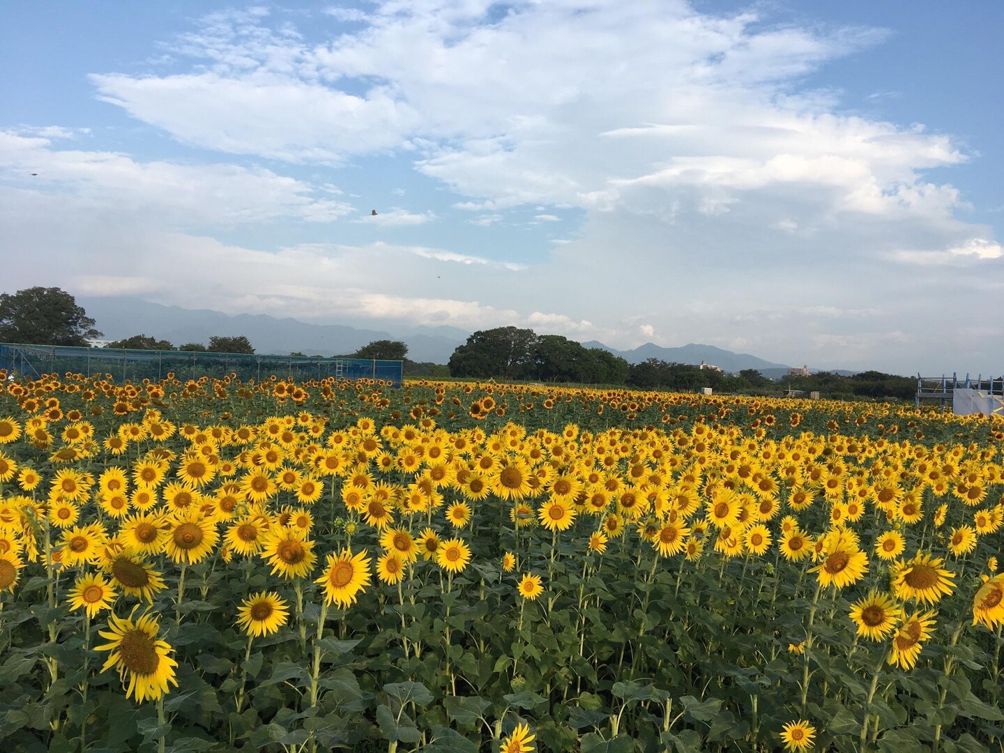 朝 早起きしたので 軽くバイク🛵で 座... / まちゃるさんのモーメント | YAMAP / ヤマップ