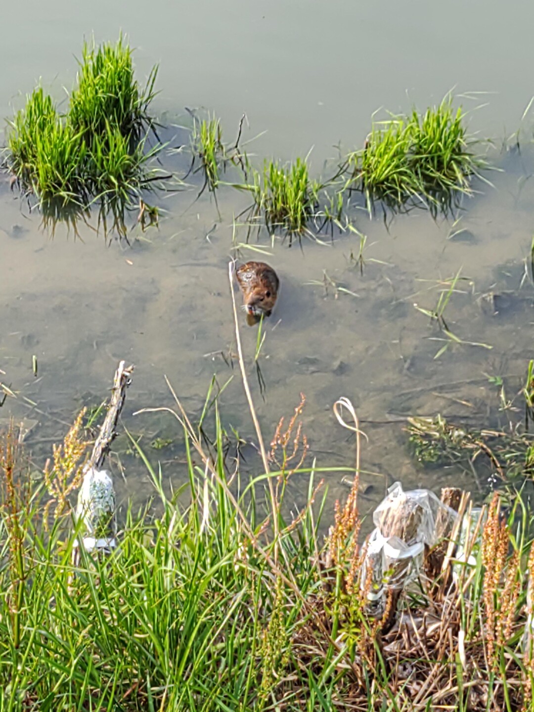 2021.5 愛知県 名古屋市 天白川 ... / 緑さんのモーメント | YAMAP / ヤマップ