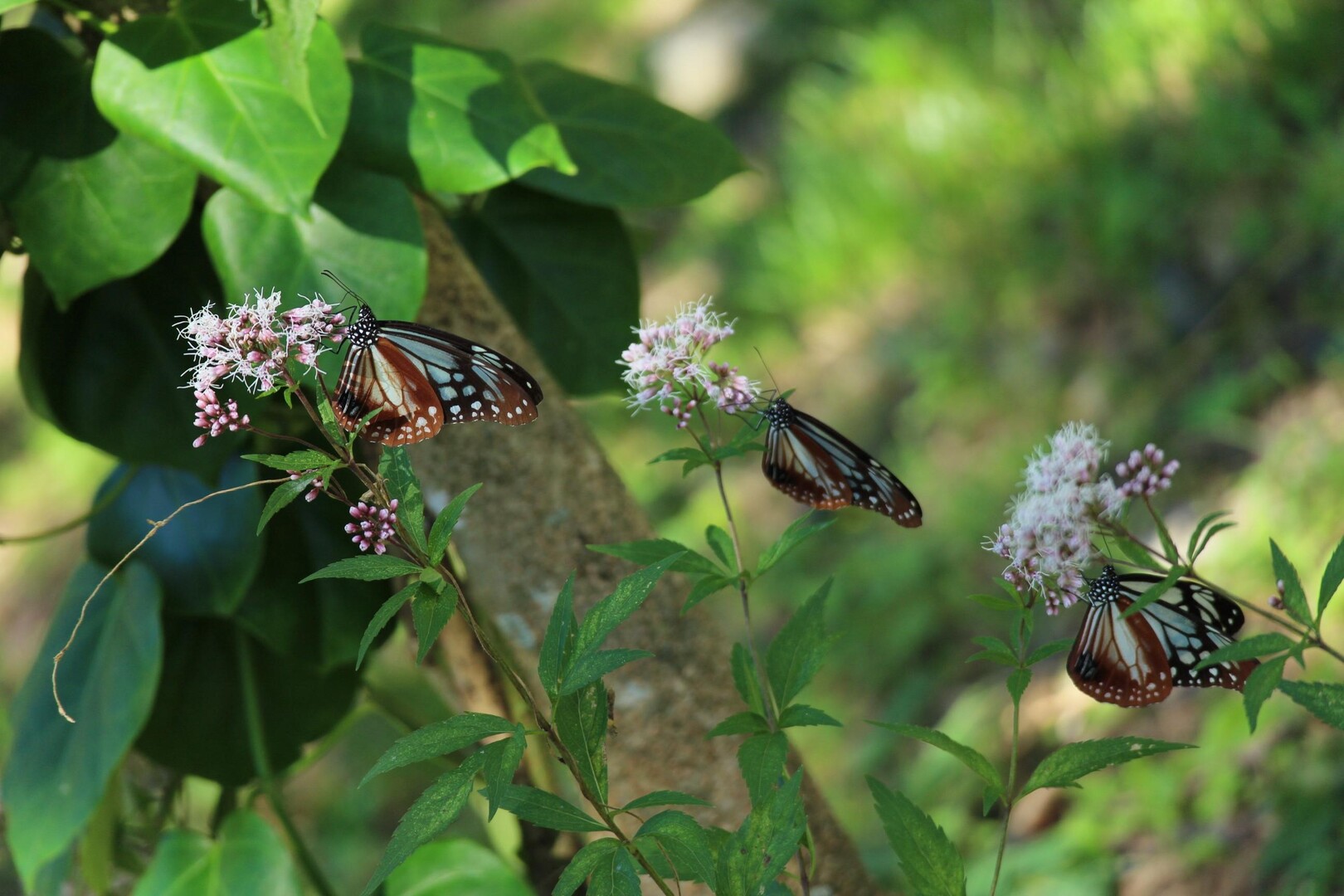 アサギマダラ🦋2023.10.22 / R.Rさんのウォーキングの活動日記 | YAMAP / ヤマップ
