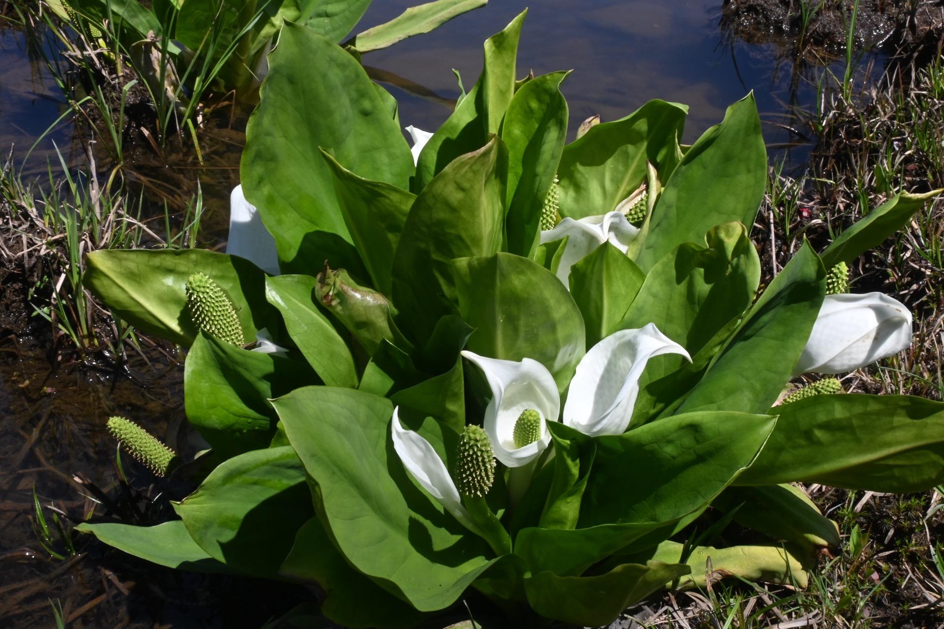 萩太郎山・茶臼山へ / Naope!さんの茶臼山・萩太郎山の活動データ | YAMAP / ヤマップ