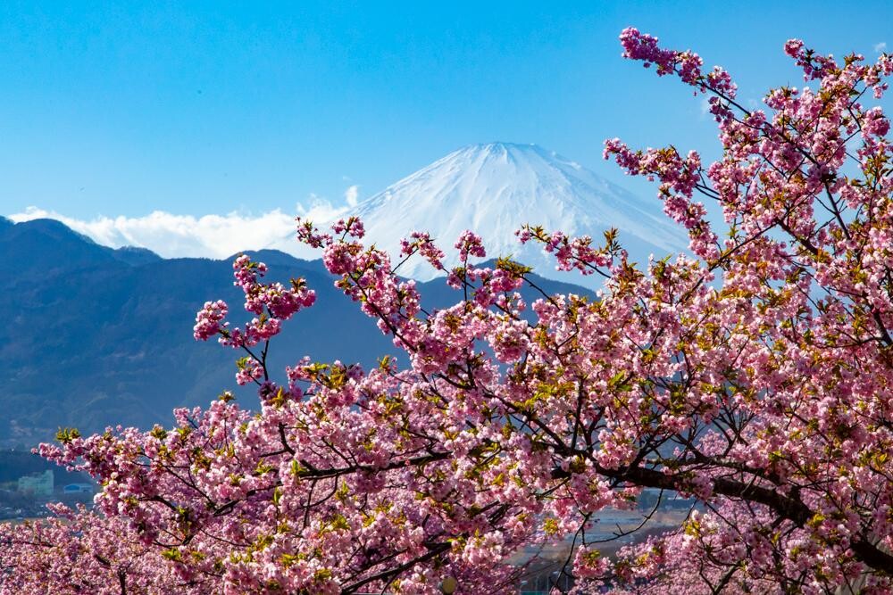 ひと足先の春を感じ、高松山 / Kei2022さんの高松山・大野山の活動データ | YAMAP / ヤマップ