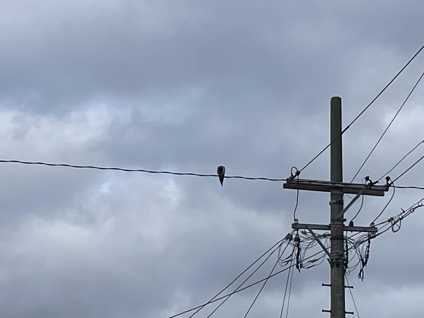 今年のツバメその4 お母さんツバメは、や... / osamさんのモーメント | YAMAP / ヤマップ