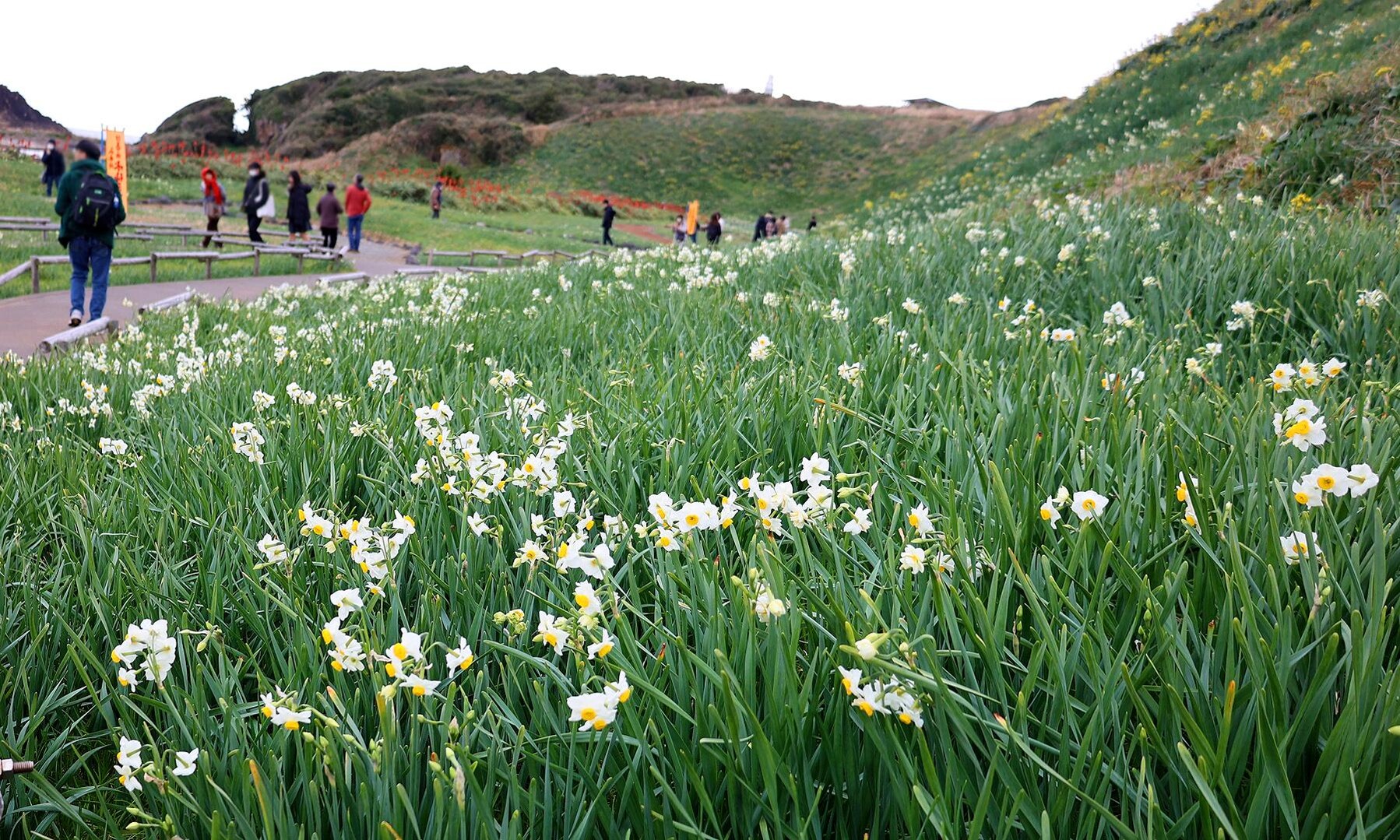 1月12日 下田爪木崎の花々 https... / かにさんさんのモーメント | YAMAP / ヤマップ