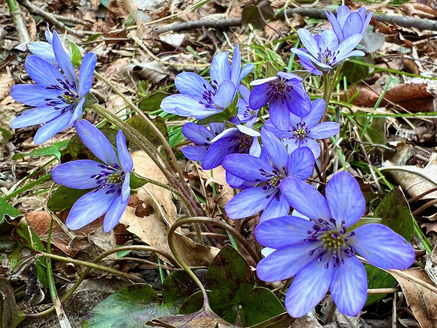 雪割草 in 福井山 / George-Mさんの角田山の活動データ | YAMAP / ヤマップ