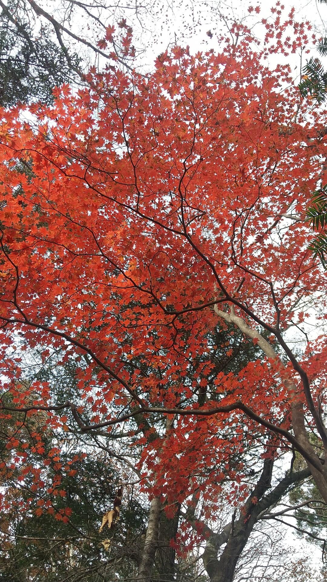 青葉山・鈎取山・萱ヶ崎山・西風蕃山・蕃山 / EDDIE YOH HALENさんの太白山・萱ヶ崎山・蕃山の活動データ | YAMAP / ヤマップ