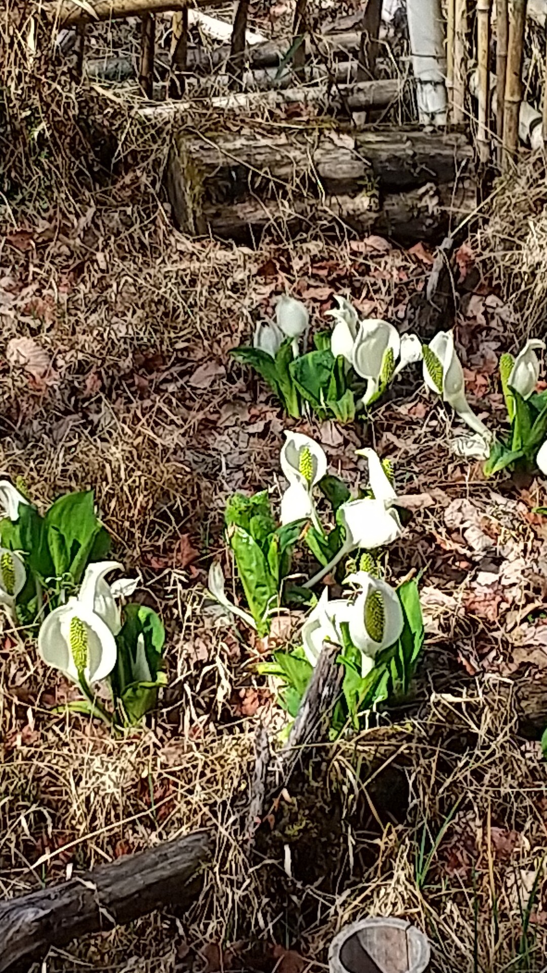 ShinjiHさんの投稿したフィールドメモ | YAMAP / ヤマップ