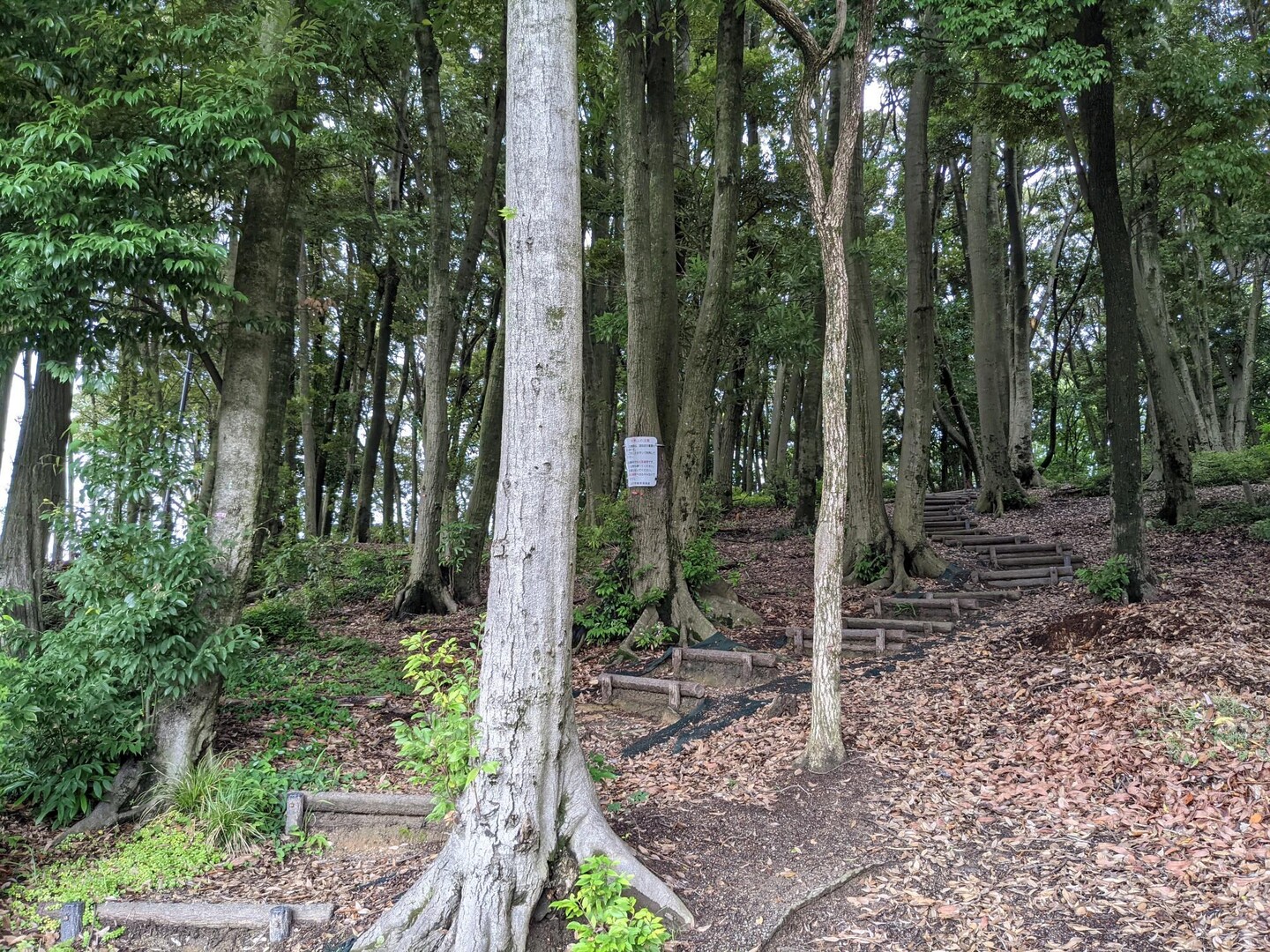 77,777mになるか？岡本山＆天神山😅 / フクハナさんの牛頸山・黒金山・観音山の活動データ | YAMAP / ヤマップ