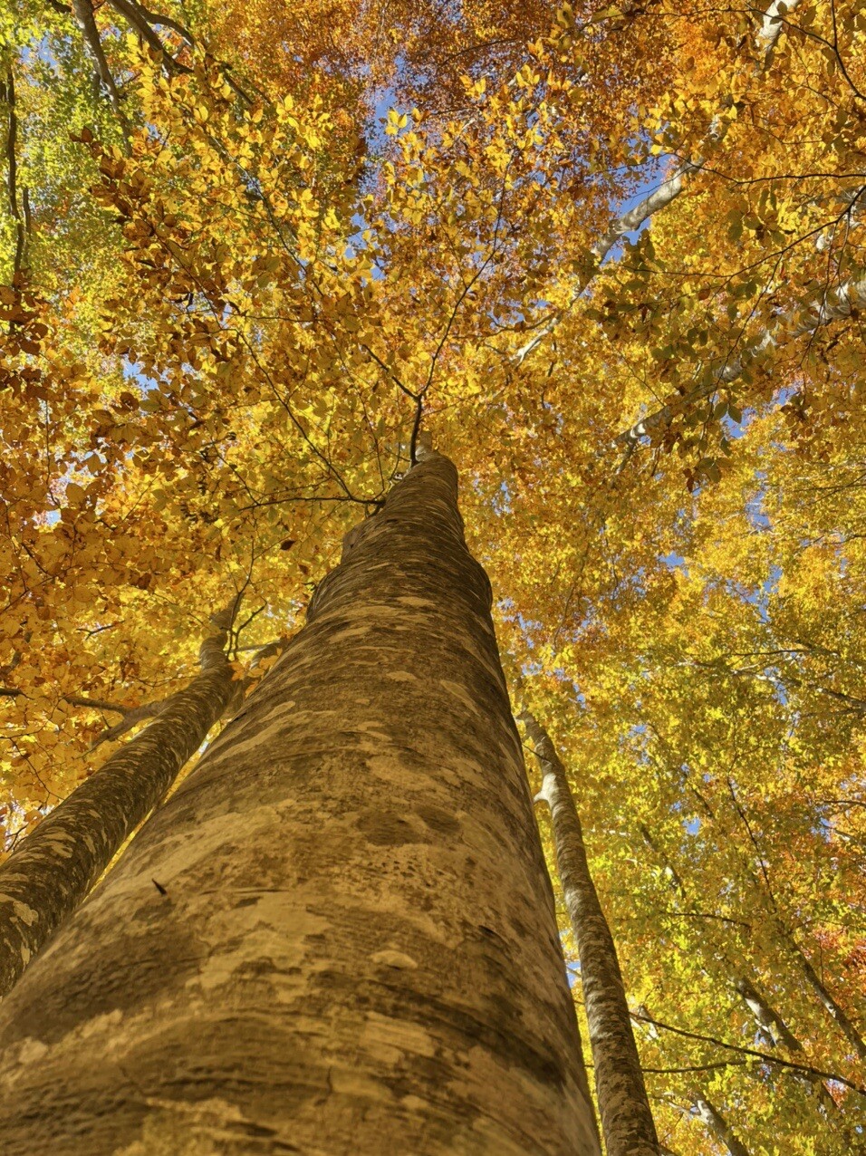 女神山・真昼岳 絶景紅葉🍁滝めぐり / hirosyさんの真昼岳・女神山・音動岳・黒森山の活動データ | YAMAP / ヤマップ