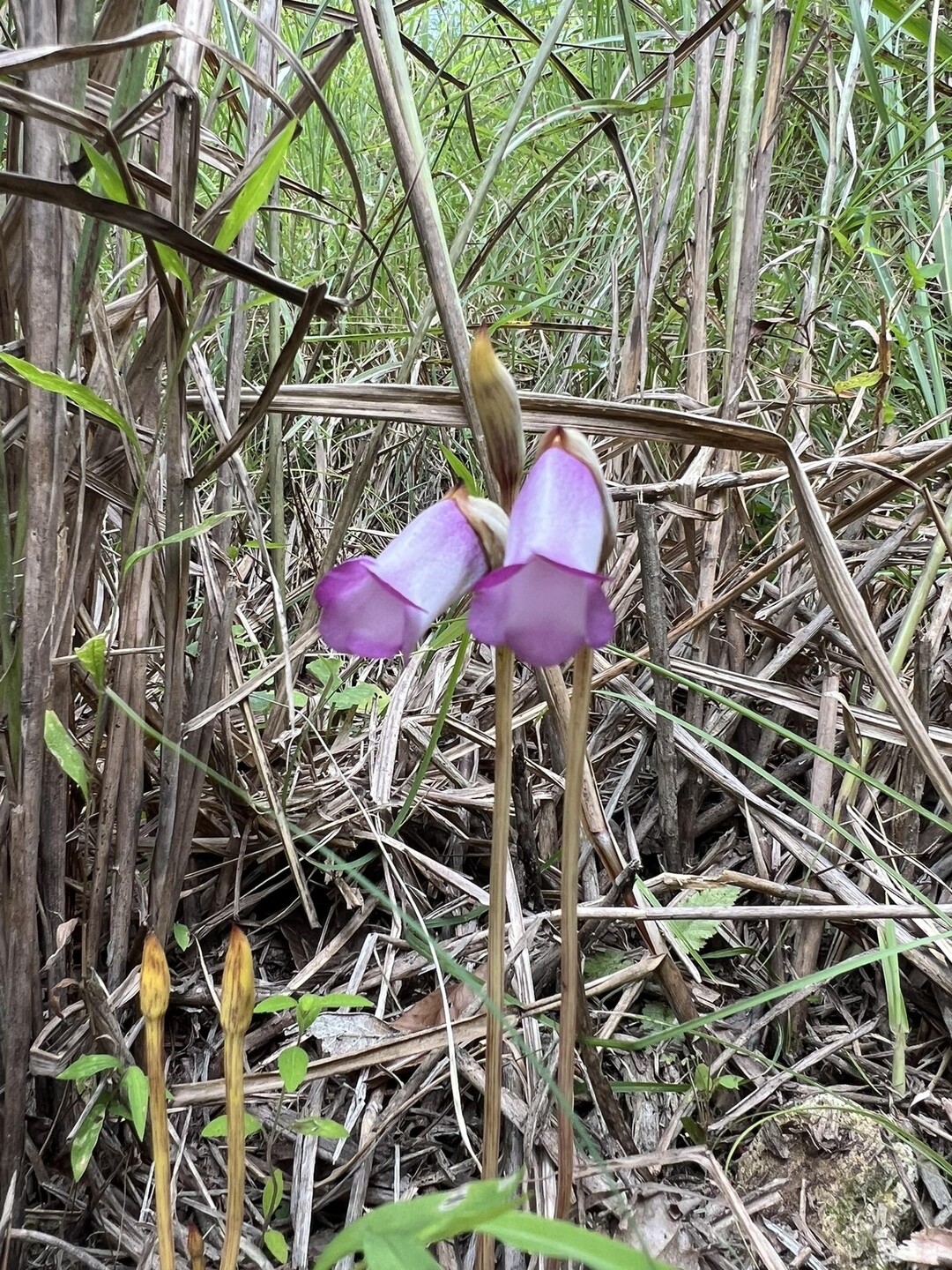 新大分百山51 中摩殿畑山 / EMIさんの中摩殿畑山・釣鐘山の活動データ | YAMAP / ヤマップ