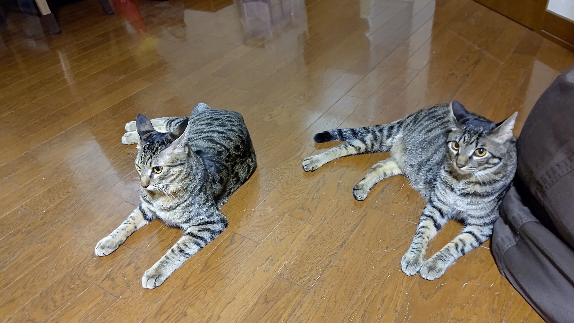 虎太郎くんと茶太郎くん。 尻尾の長いのが... / みかたろうさんのモーメント | YAMAP / ヤマップ