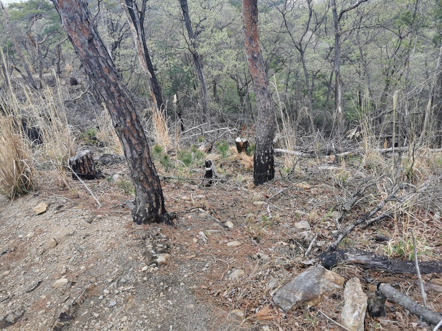 2024年4月 織姫神社から両崖山へ 桜... / やまなつさんのモーメント | YAMAP / ヤマップ