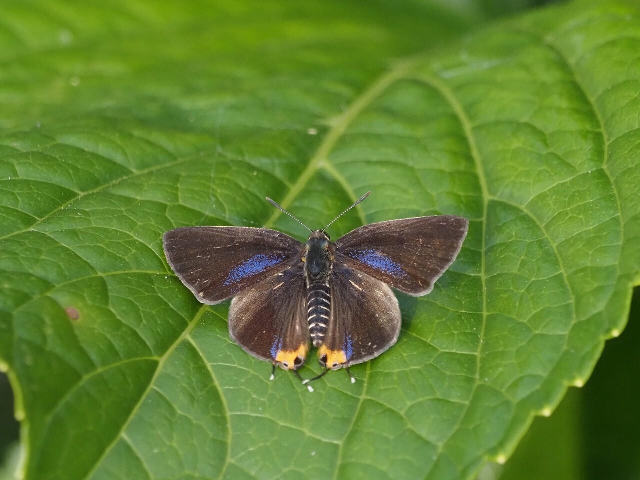 キマダラルリツバメです。 / JICKさんのモーメント | YAMAP / ヤマップ