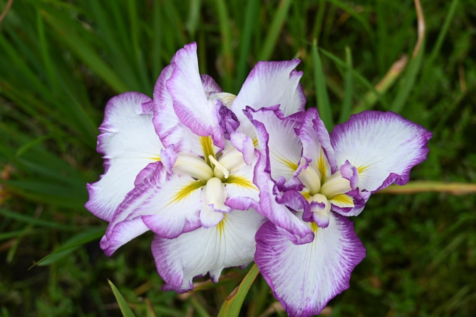 山口県ときわ公園ウォーキング-2024-06-17 / 山のおじさんさんのウォーキングの活動データ | YAMAP / ヤマップ