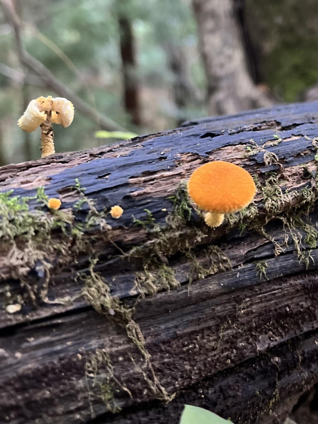 ☺️今日も鎮南☺️ / kunさんの鎮南山の活動データ | YAMAP / ヤマップ