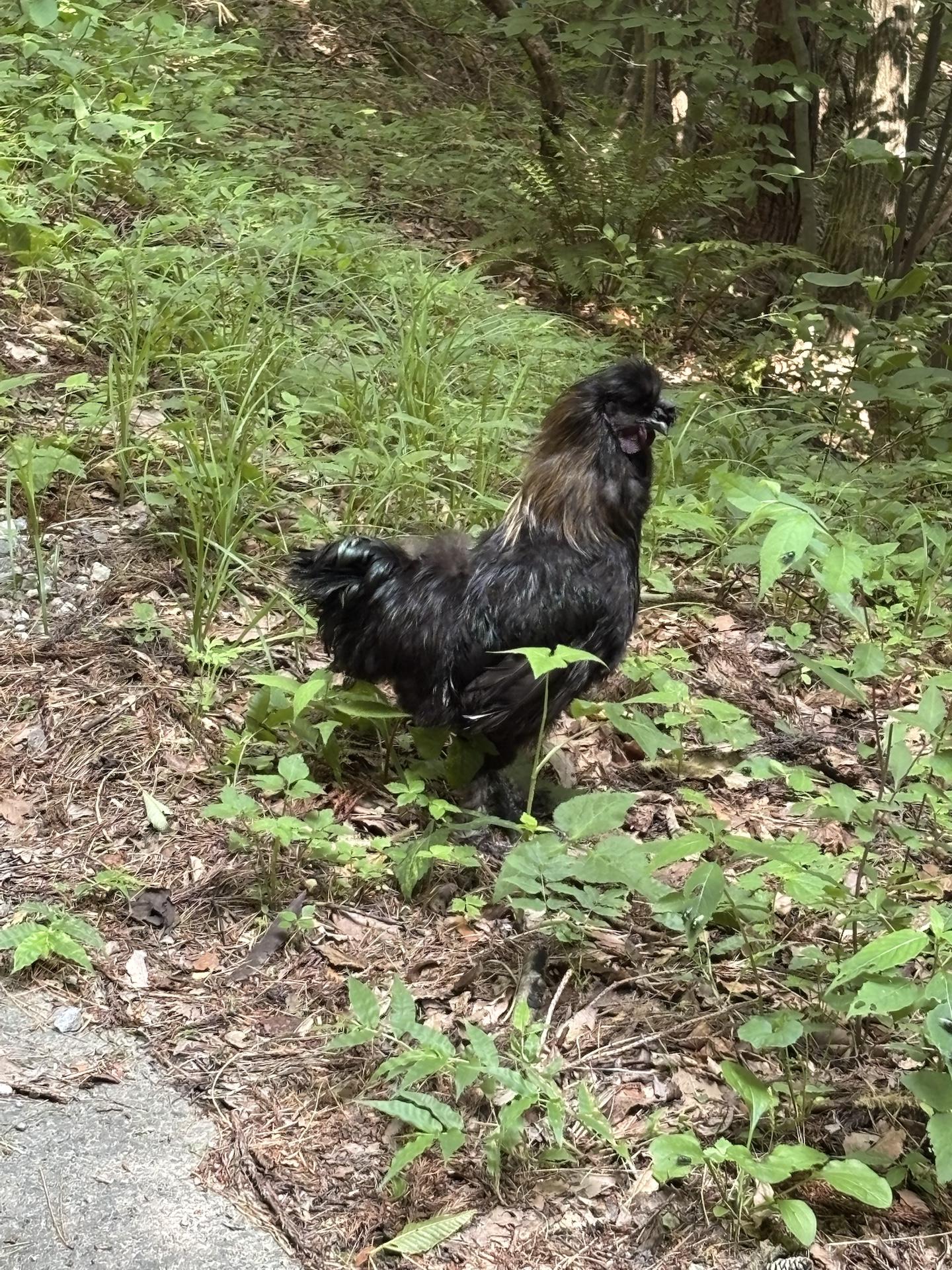 高旗山 / tomtomさんの高旗山の活動データ | YAMAP / ヤマップ