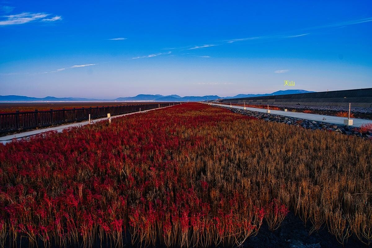 シチメンソウとカノープス・バルーン（R4.11.6） / としちゃんさんの佐賀市の活動データ | YAMAP / ヤマップ