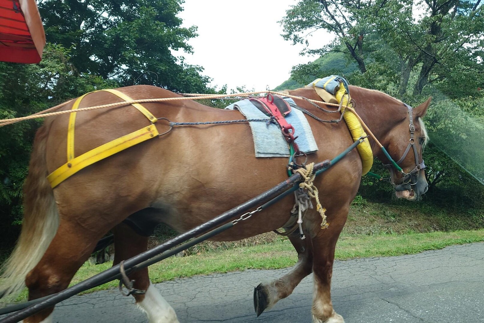 榛名神社 -2023-08-27 / 🎶G-DRAGON🎶さんの榛名山・天狗山・天目山の活動データ | YAMAP / ヤマップ