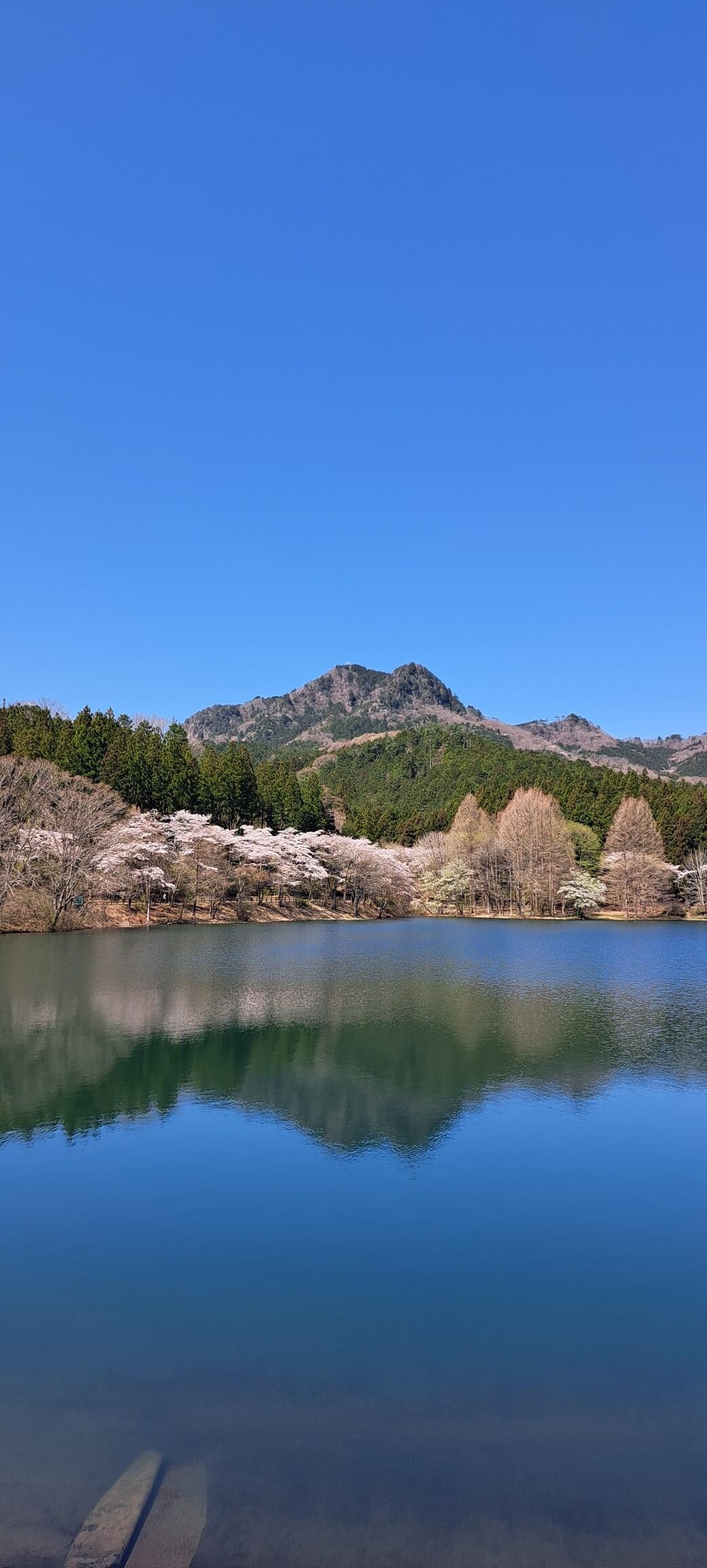 YAMAP起動失敗(泣)🌸古賀志山、桜... / ゆき(-.-)y-~~さんのモーメント | YAMAP / ヤマップ