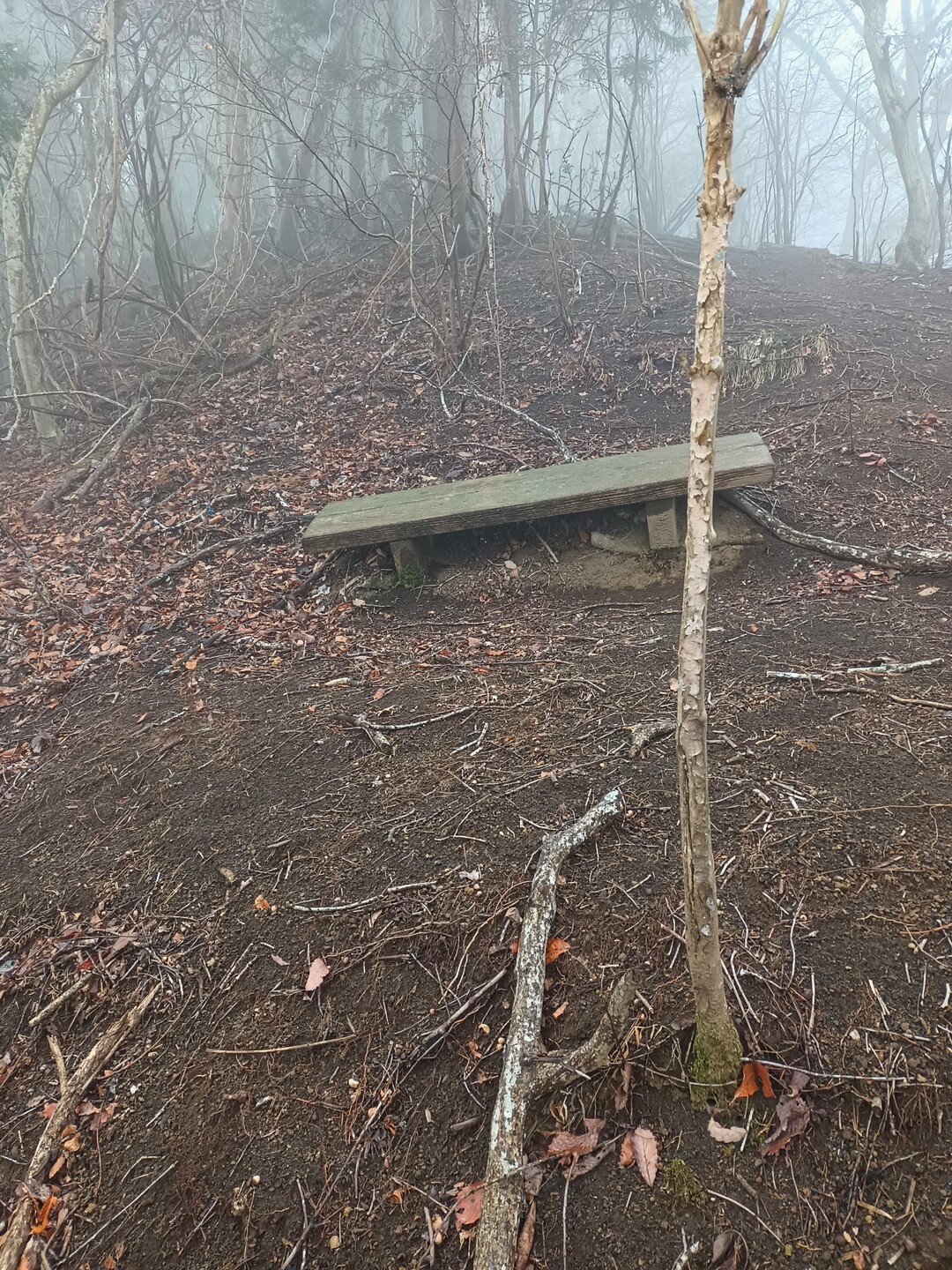 man forestさんの投稿したフィールドメモ | YAMAP / ヤマップ