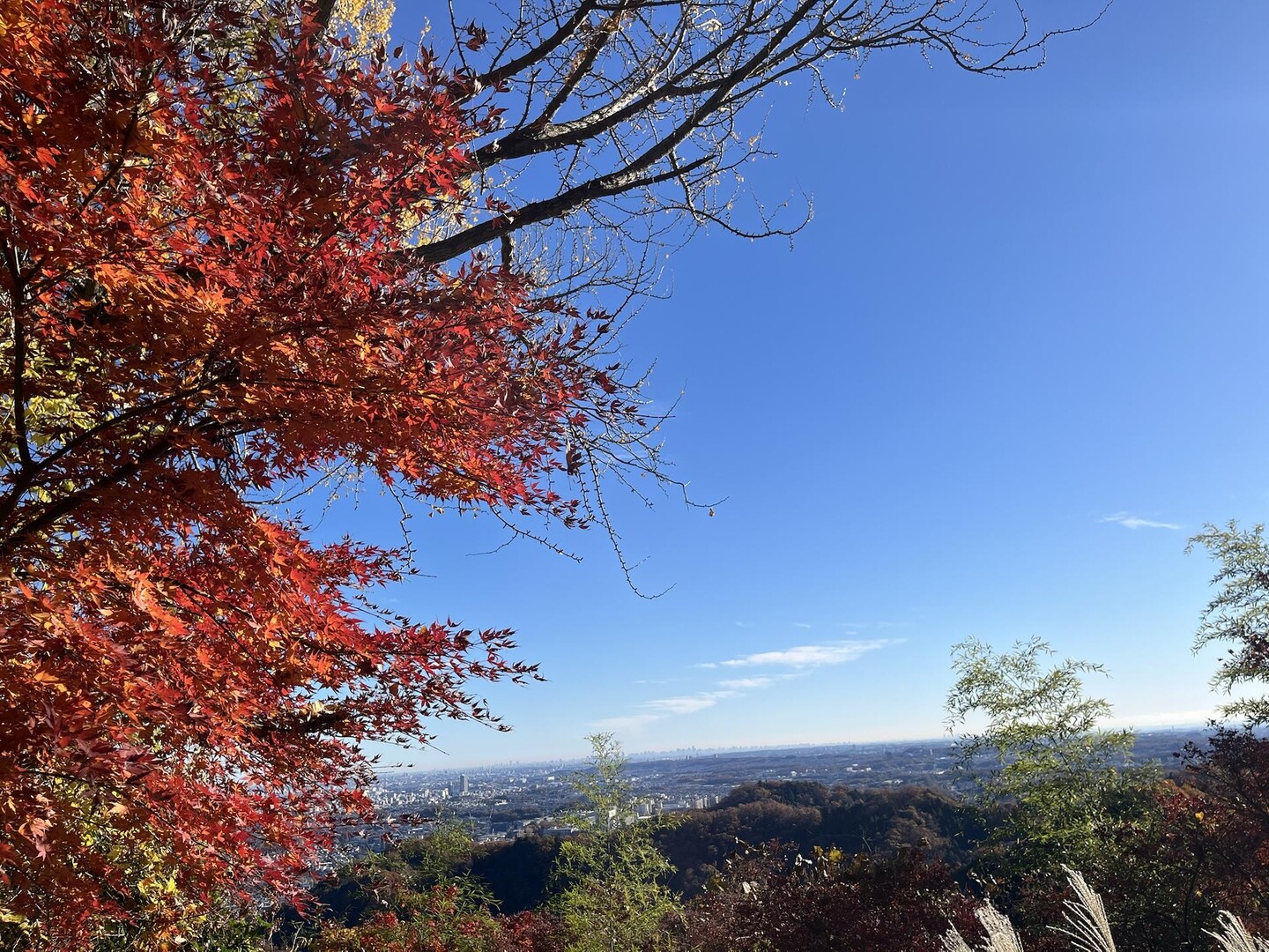 高尾山 / はなさんの高尾山・陣馬山・景信山の活動データ | YAMAP / ヤマップ