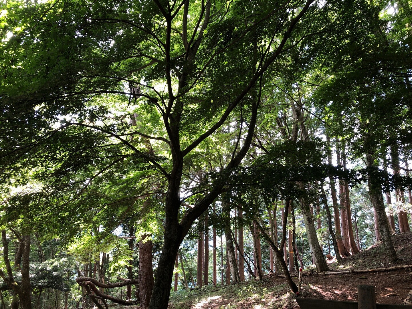 yhmgcさんの投稿したフィールドメモ | YAMAP / ヤマップ