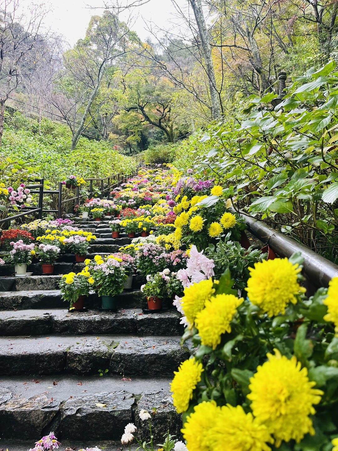 奈良旅 d1長谷寺、d2談山神社，聖林寺... / いけもんさんのモーメント | YAMAP / ヤマップ