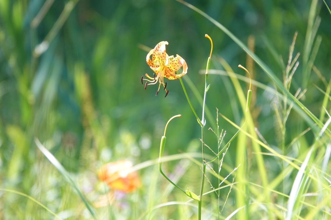 ご近所で避暑ということで『箱根湿生花園』... / Pさんのモーメント | YAMAP / ヤマップ