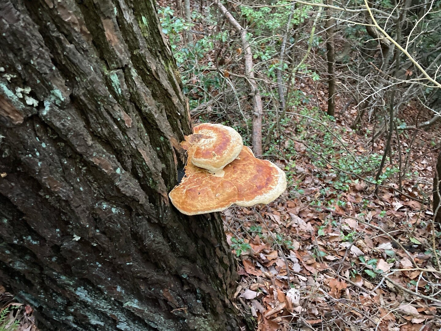 初登りは納古山へ / assiさんの納古山の活動データ | YAMAP / ヤマップ