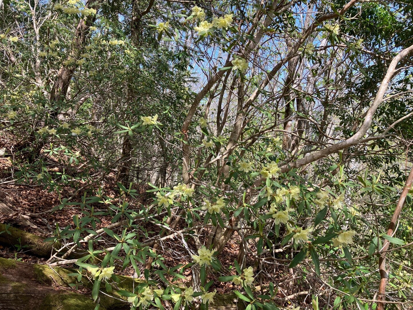 Hanamamさんの投稿したフィールドメモ | YAMAP / ヤマップ