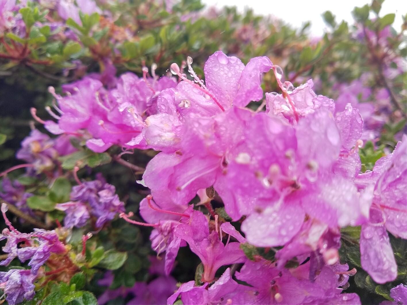 梅雨前に三俣山のMK / toshiさんの九重山（久住山）・大船山・星生山の活動データ | YAMAP / ヤマップ