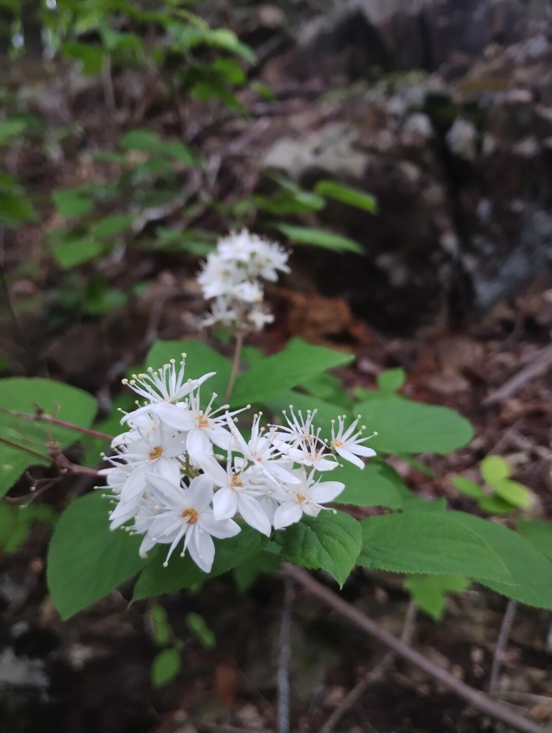 峰山 / KAAZ さんの大室山・畦ヶ丸山・菰釣山の活動データ | YAMAP / ヤマップ