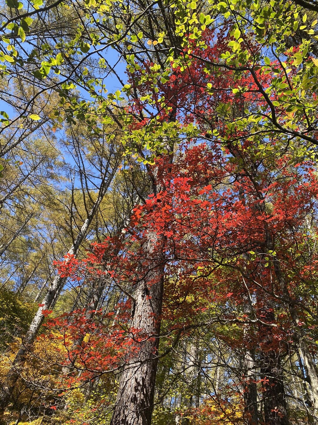日向山 / rose🌹⛰☕️さんの甲斐駒ヶ岳・日向山の活動データ | YAMAP / ヤマップ