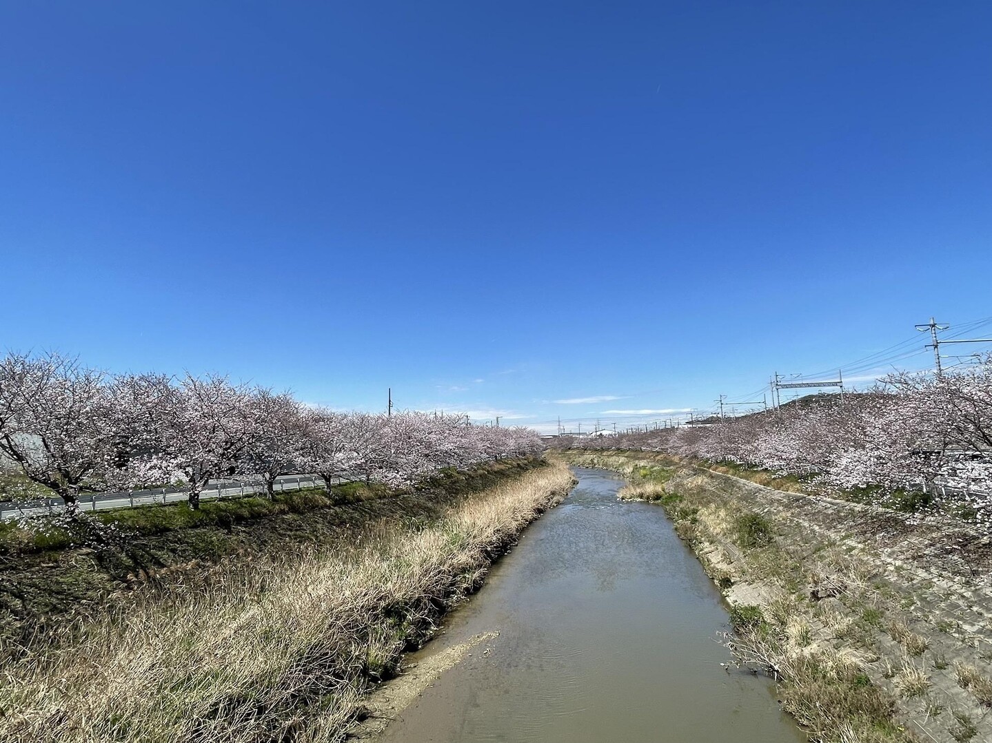 汗ばむ💦陽気。 桜🌸は満開間近。 亀... / mattさんのモーメント | YAMAP / ヤマップ