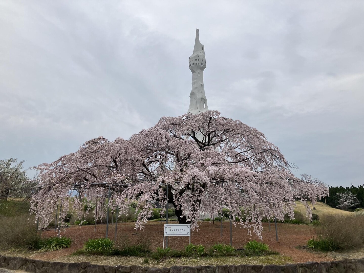 PLの塔の下でお花見🌸 （正式名称は「... / バフィさんのモーメント | YAMAP / ヤマップ