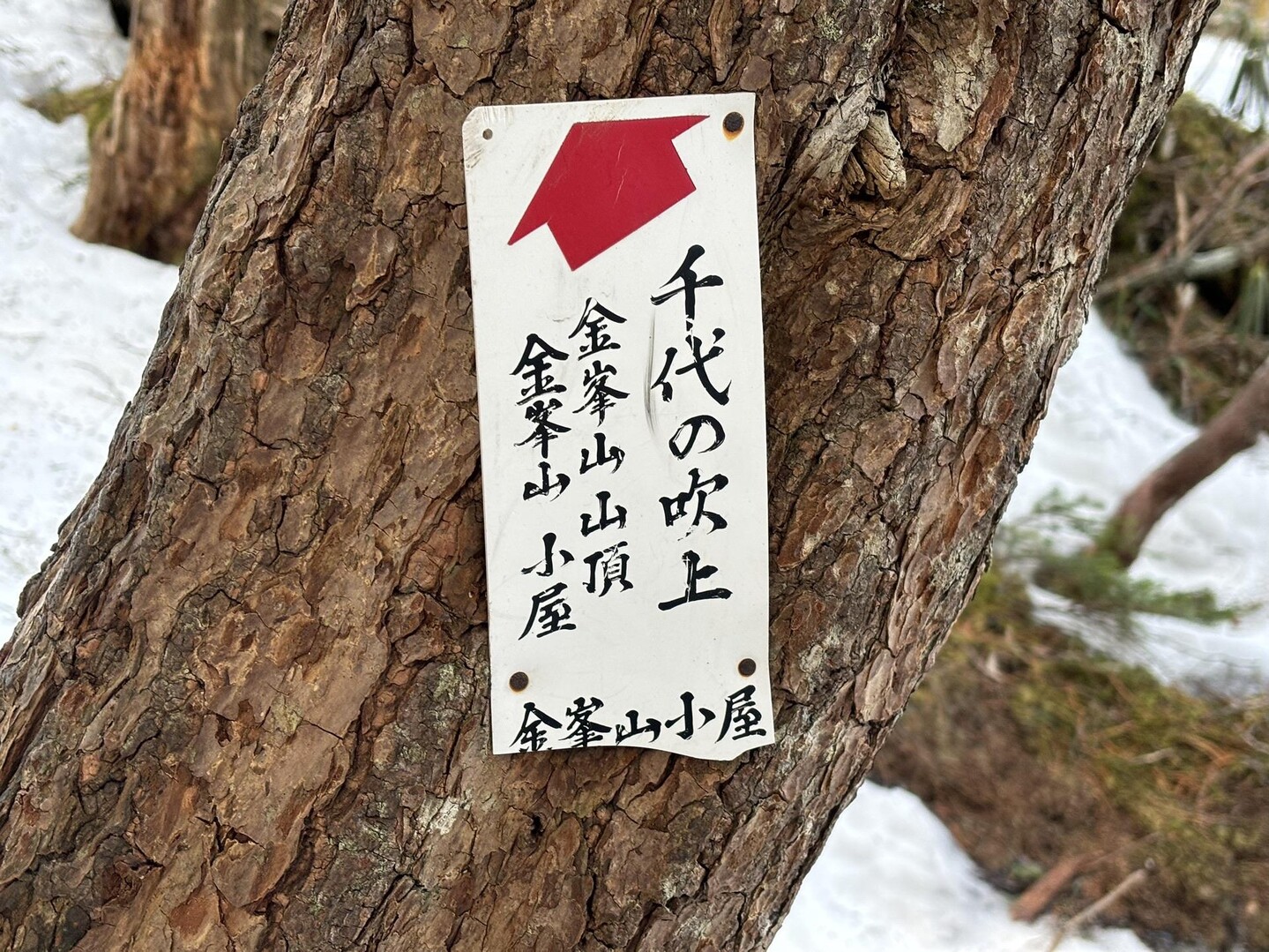 丸山・金峰山（甲州御岳山） / 和 3000さんの瑞牆山・金峰山の活動データ | YAMAP / ヤマップ