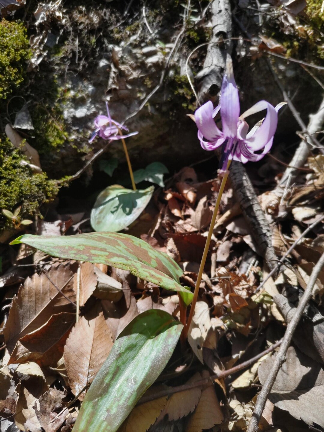 岩殿山・天神山 / zattonさんの雁ヶ腹摺山・岩殿山の活動データ | YAMAP / ヤマップ