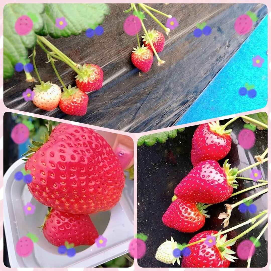 いちご🍓とマンサクで春マンサク🌸 / zukoさんの鳩ノ峰・山王山・寺久保山の活動日記 | YAMAP / ヤマップ