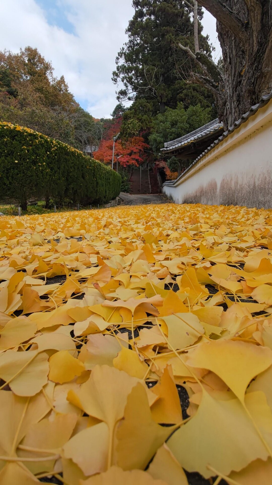 赤磐市…唯一の三重塔、千光寺へ！ 仁王門... / やま山mountain²さんのモーメント | YAMAP / ヤマップ