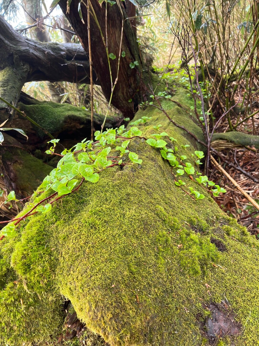 花の街道・真山・毛無山・本山 / sada 23さんの男鹿半島の活動データ | YAMAP / ヤマップ
