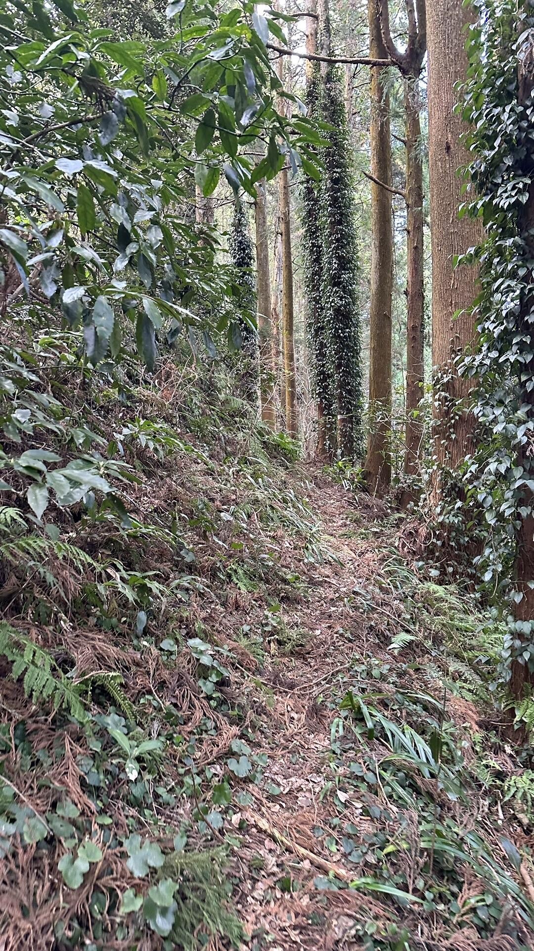 otouさんの投稿したフィールドメモ | YAMAP / ヤマップ