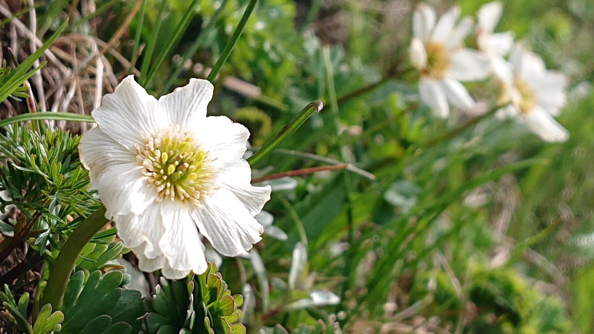 日本で二番目に高い山 北岳へ / 2543mさんの北岳・間ノ岳・農鳥岳の活動データ | YAMAP / ヤマップ