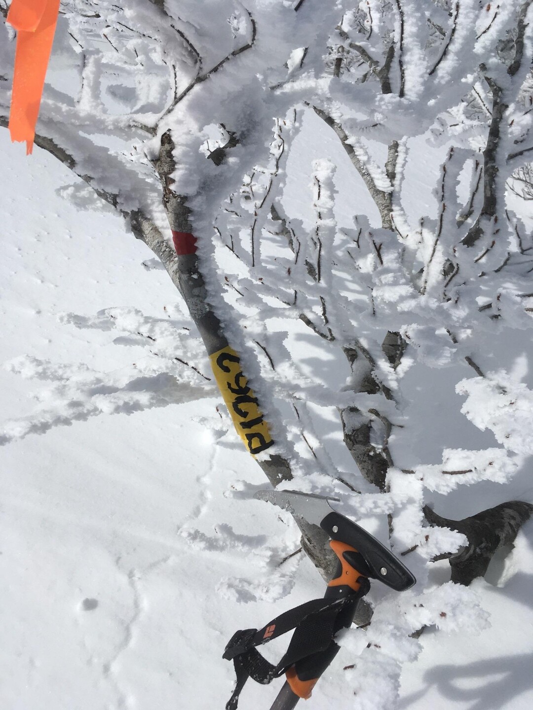 冠山(🥷🏻雪ﾄﾚ🥷🏿)P1262 / SIM ∞ (≡ ≡･χ) さんの冠山・金草岳の活動データ | YAMAP / ヤマップ