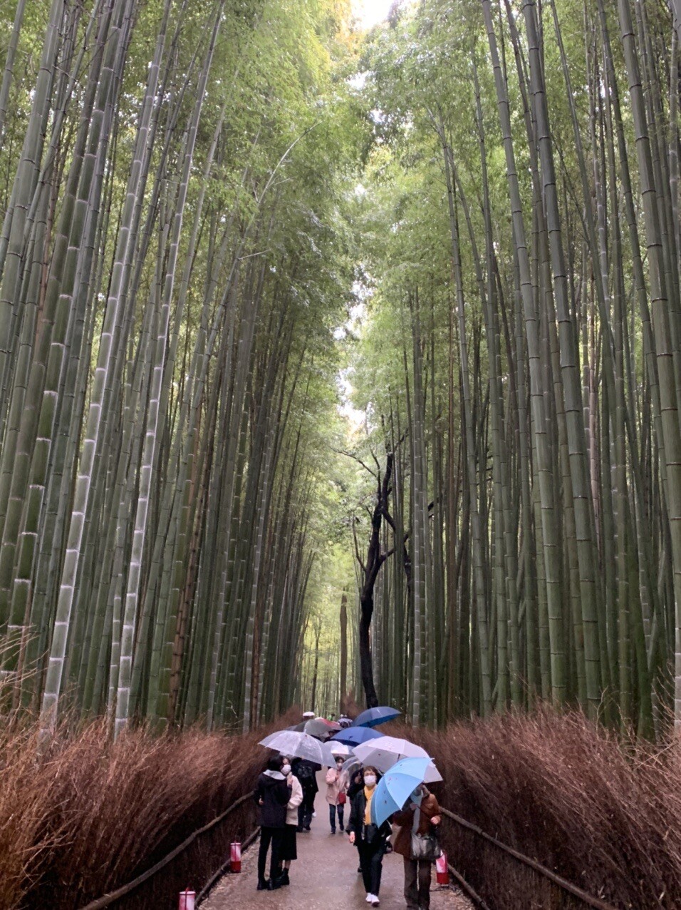 毎年恒例 京都ウォーキング YAMAP... / Kumagoro さんのモーメント | YAMAP / ヤマップ