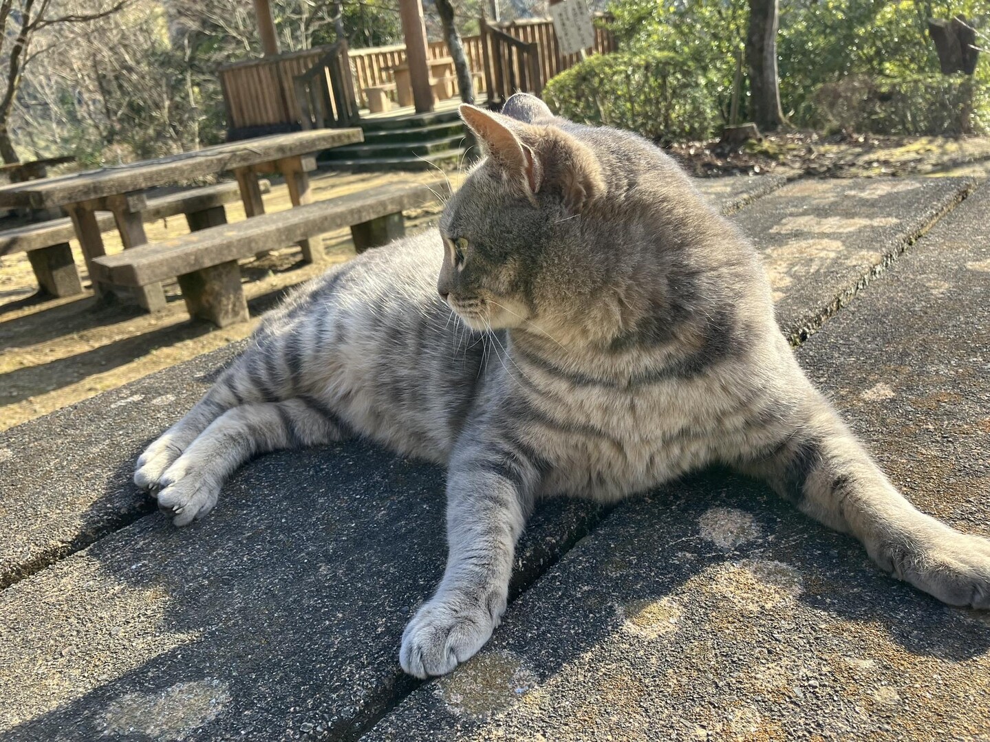 植物園スタートにて、定光寺までの春日井三山 / yamasanさんの春日井三山・弥勒山・大谷山・道樹山の活動データ | YAMAP / ヤマップ