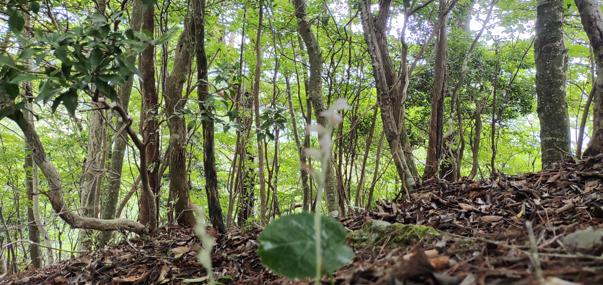 丸山・庭戸山 / itimiさんの釈迦ヶ岳の活動データ | YAMAP / ヤマップ