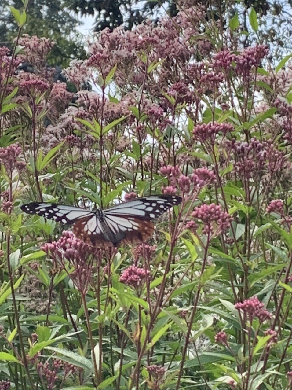 2021.09.26(日) 00:13 / macaronさんのモーメント | YAMAP / ヤマップ