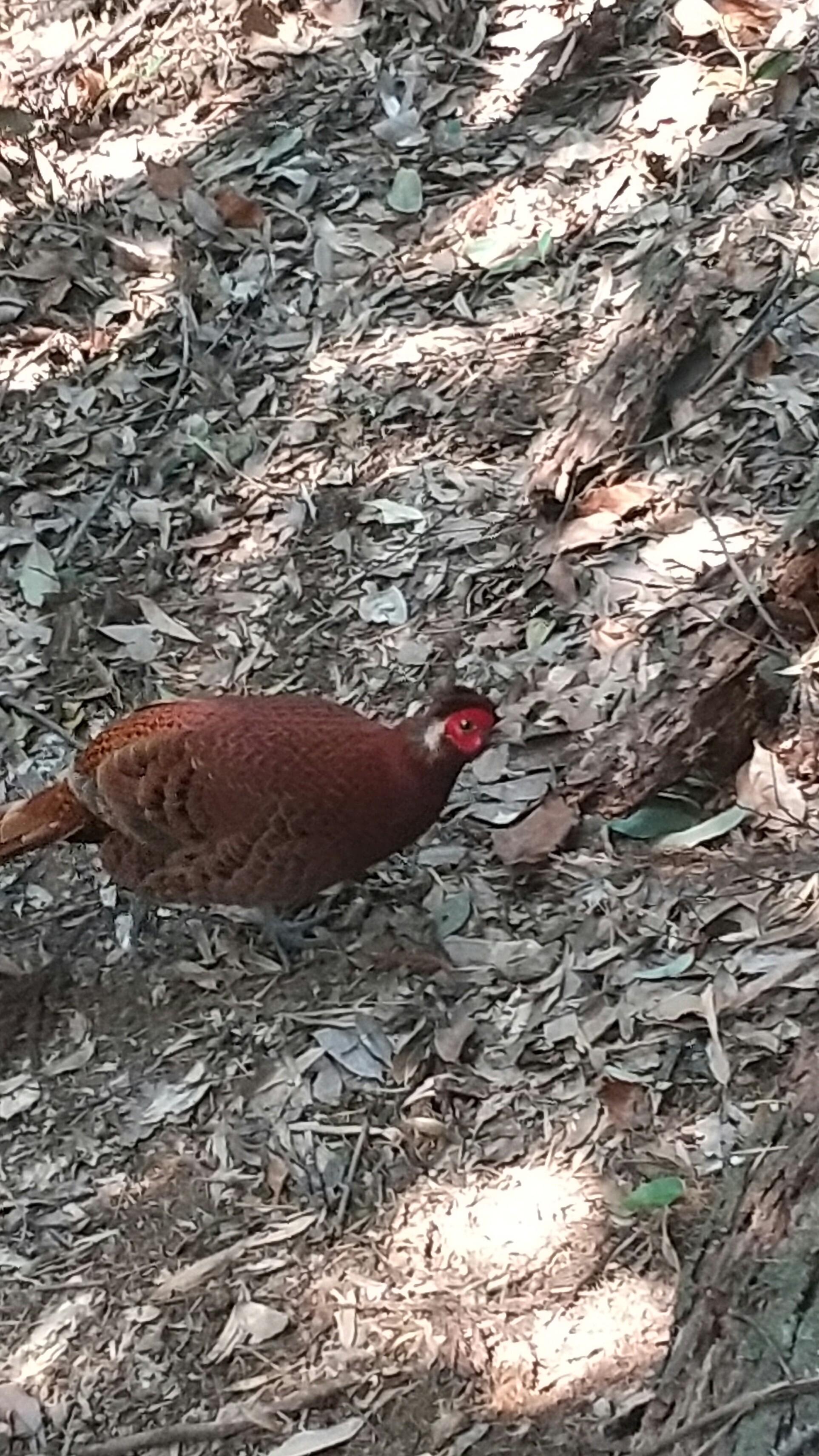 明星山・長延山・白金山・向耳納 / U7さんの明星山・白金山の活動データ | YAMAP / ヤマップ